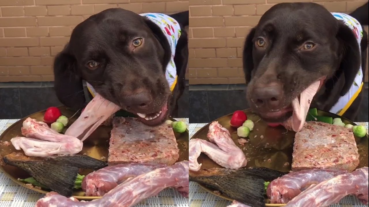 Dog Reviews Duck head & Raw Beef Meat Very Delicious |Taste Test ...