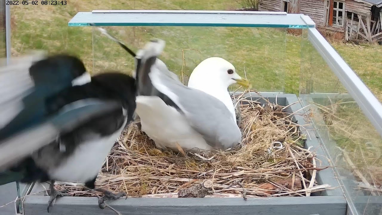 220502 seagull nest, magpie rascals - YouTube