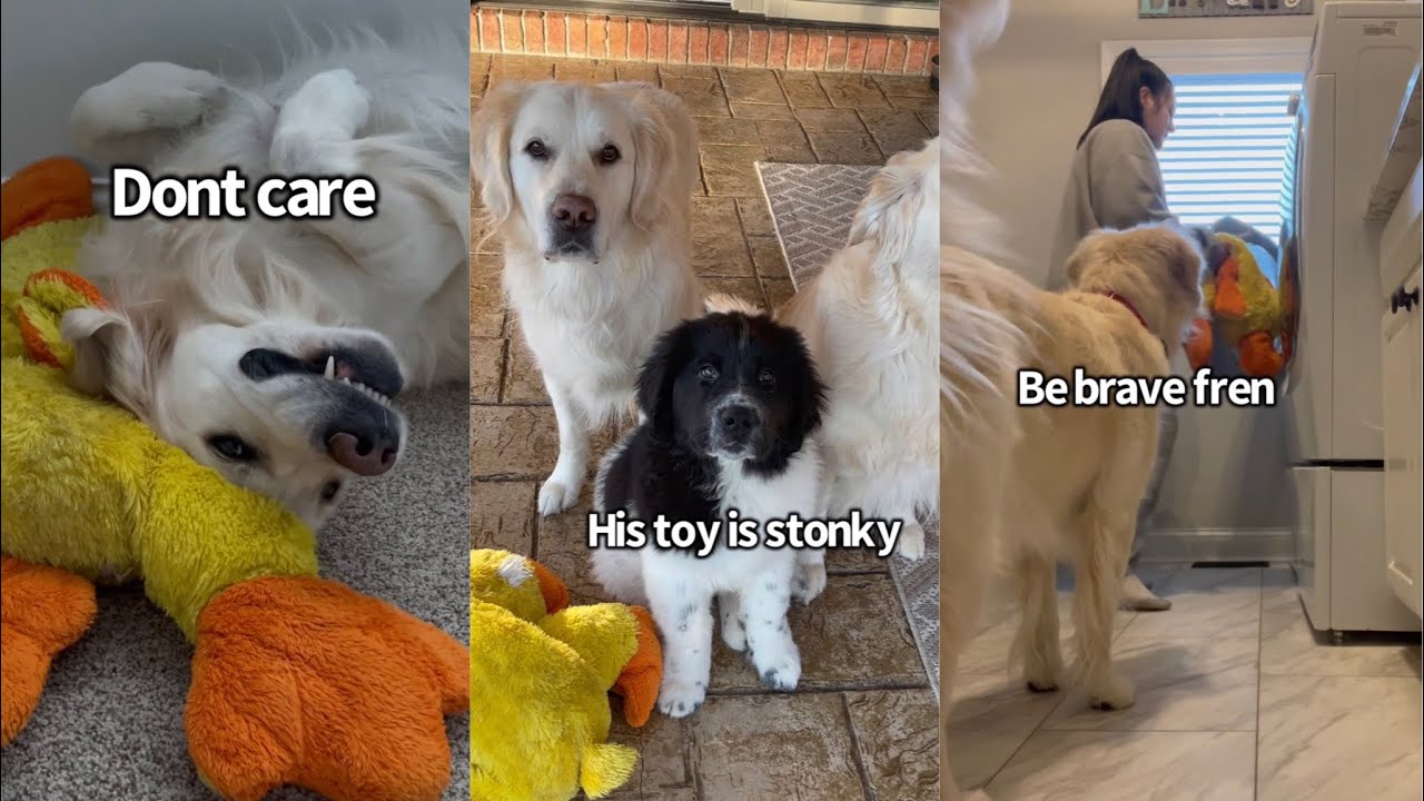 Human Washes Dogs Favorite Duck Toy - YouTube