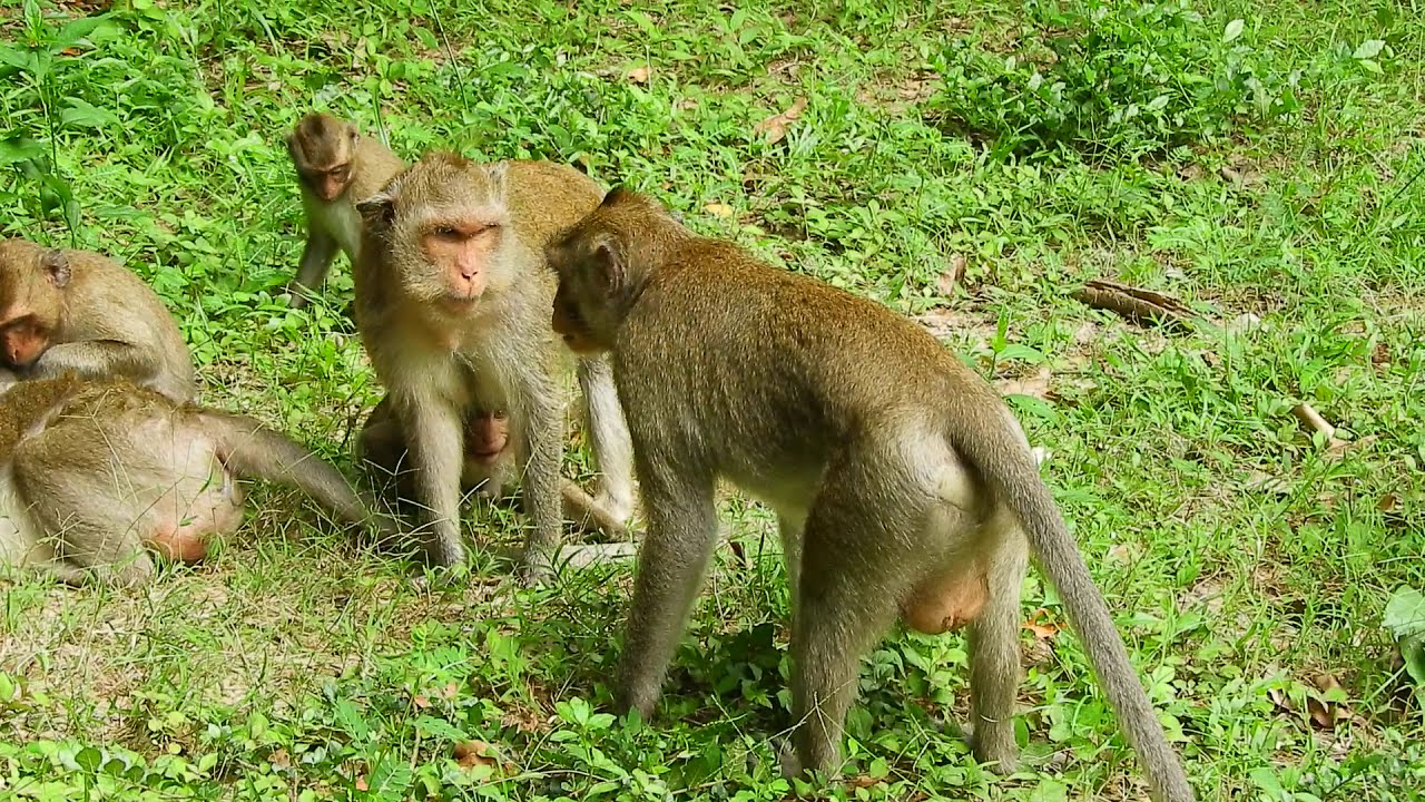 Wild monkey meeting group - YouTube