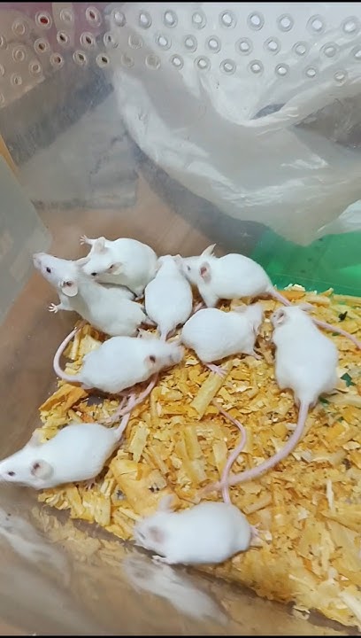 11 Tikus Mencit Putih Jantan Untuk Makan Ball Python - YouTube