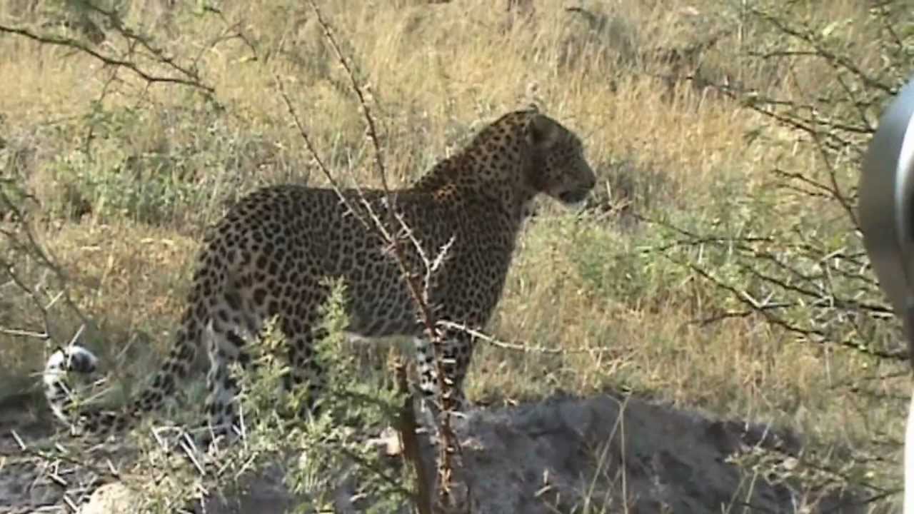 Leopard hunting impala - 29 April 2012 - Kruger Sightings - YouTube