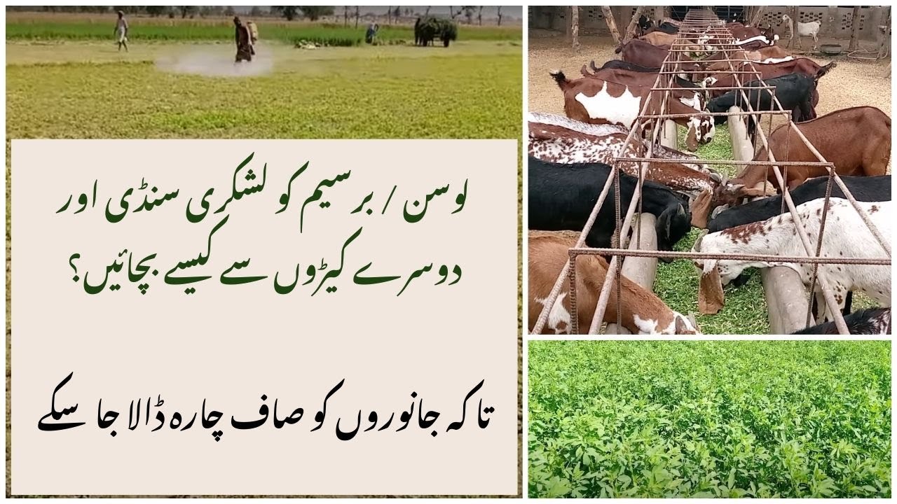 Alfalfa Lucerne ko Lashkari Sundi aur Dosray Keeron Se Kaise Bachayen ...