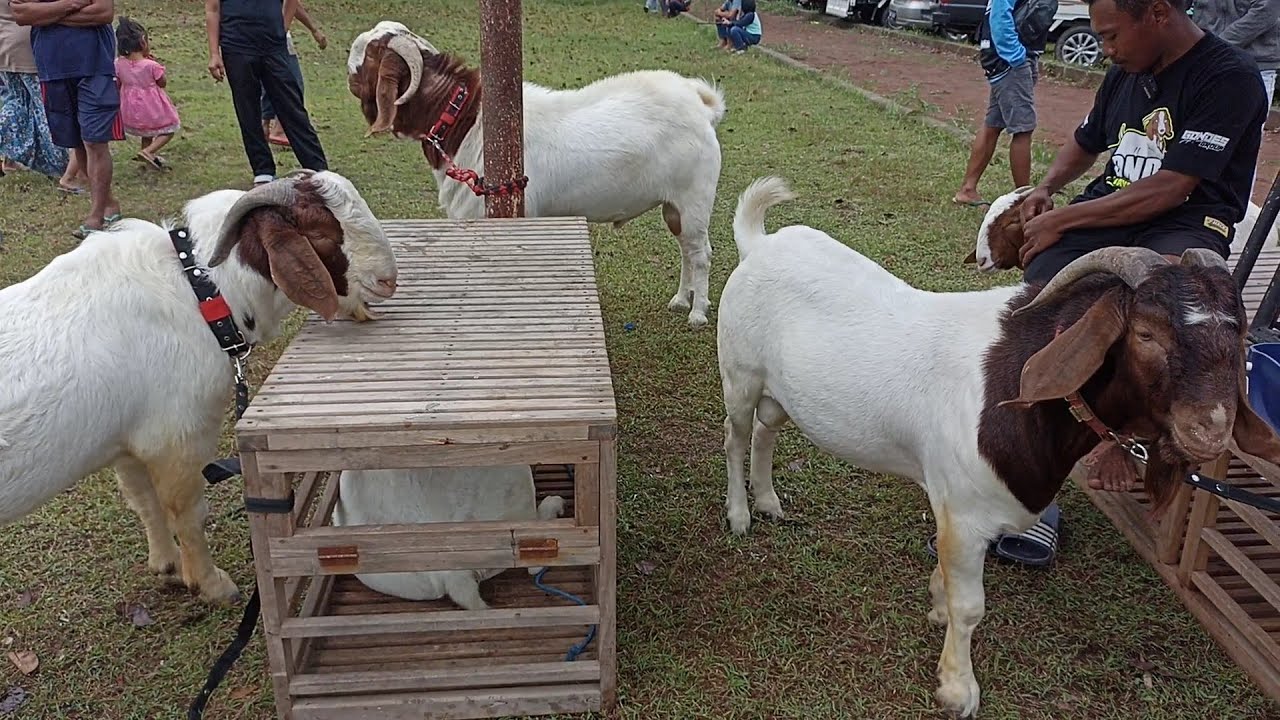 Gondes Jaya Farm Kediri Borong Juara Kontes Kambing Boer Blitar 2022 ...
