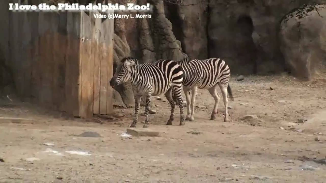 Philadelphia Zoo Zebras Frolicking in Winter - YouTube
