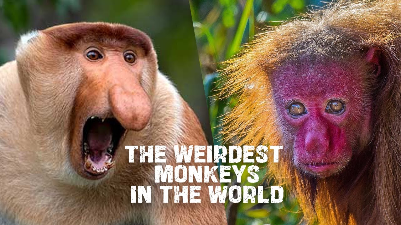 THE WEIRDEST MONKEYS IN THE WORLD - YouTube