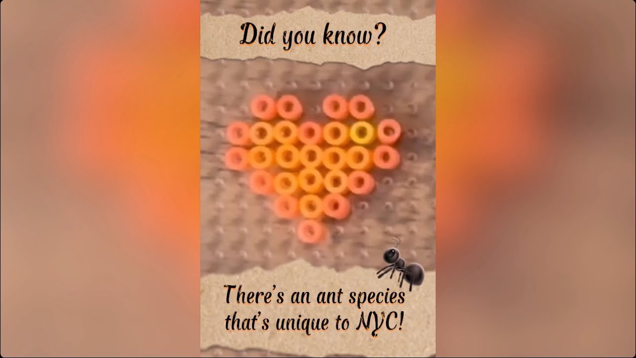 🐜 There's A Species Of Ant Unique To New York City! | Satisfying Bead ...
