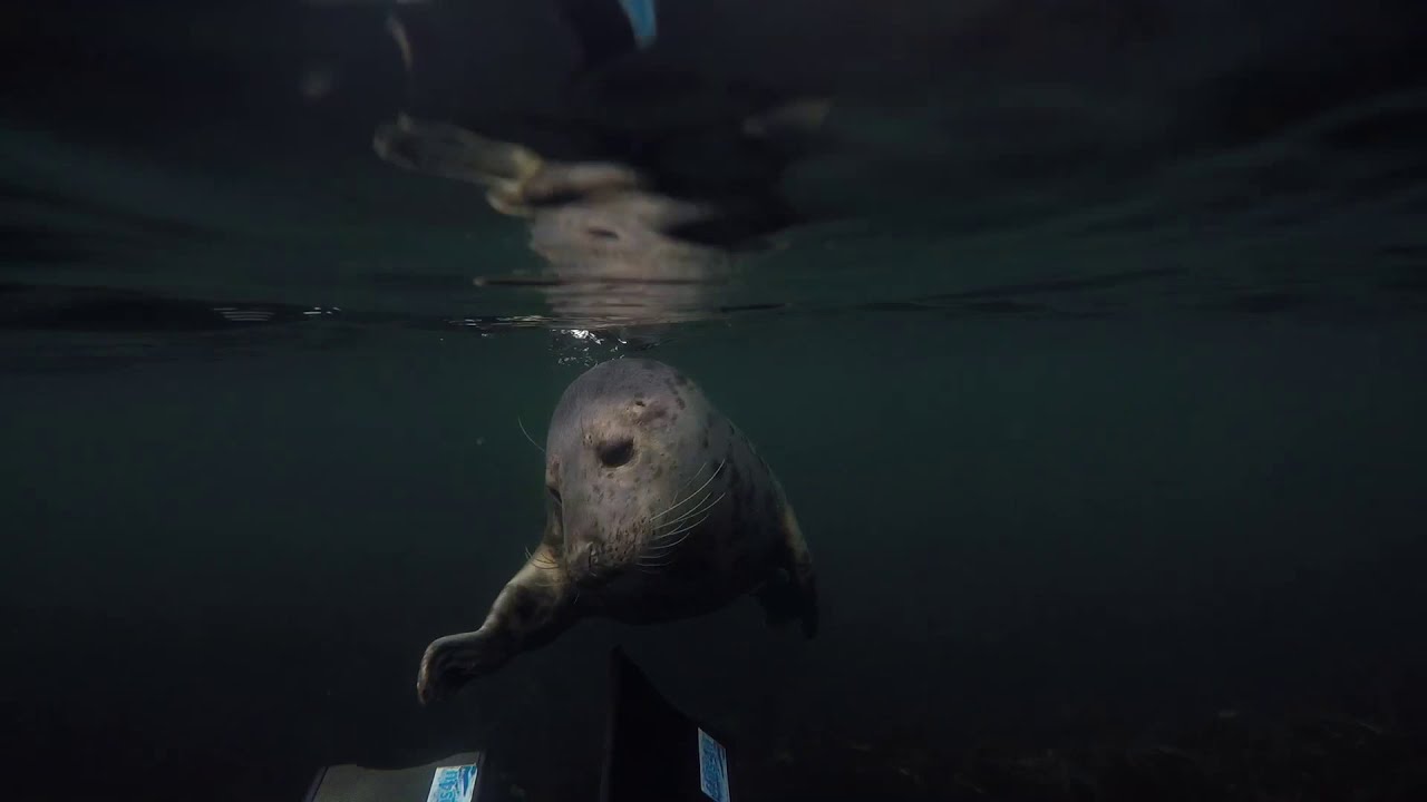 Freediving with seals - YouTube