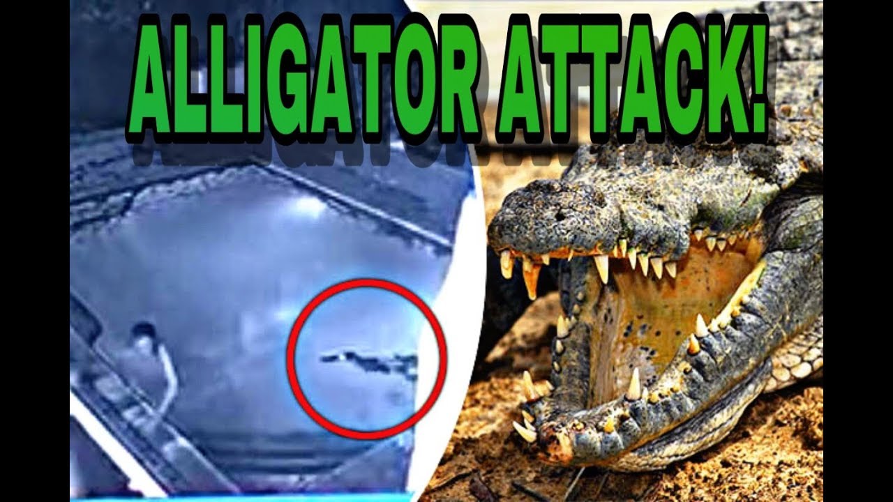Caught on Tape Alligator ATTACKS Couple Inside Pool! Crazy! - YouTube