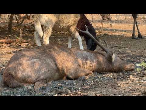Relaxing with the Rusa Deer
