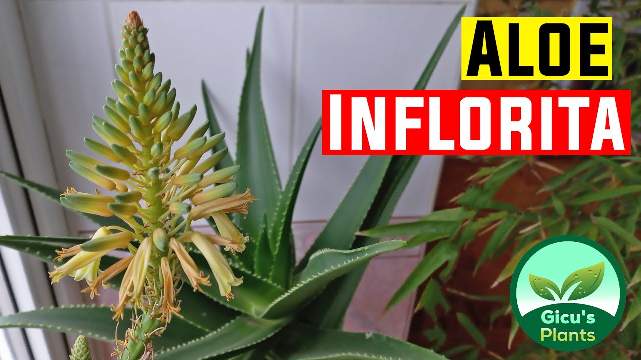 Aloe a inflorit din nou - YouTube