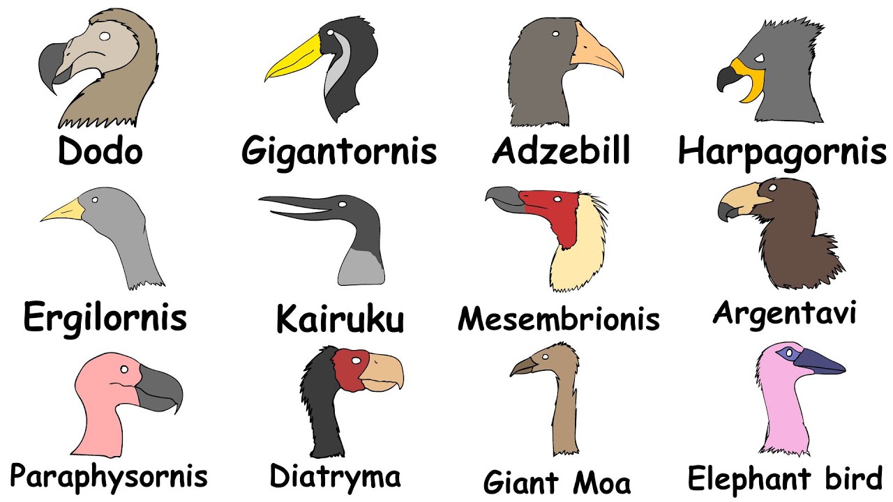 Every Extinct Bird Explained in 4 minutes - YouTube