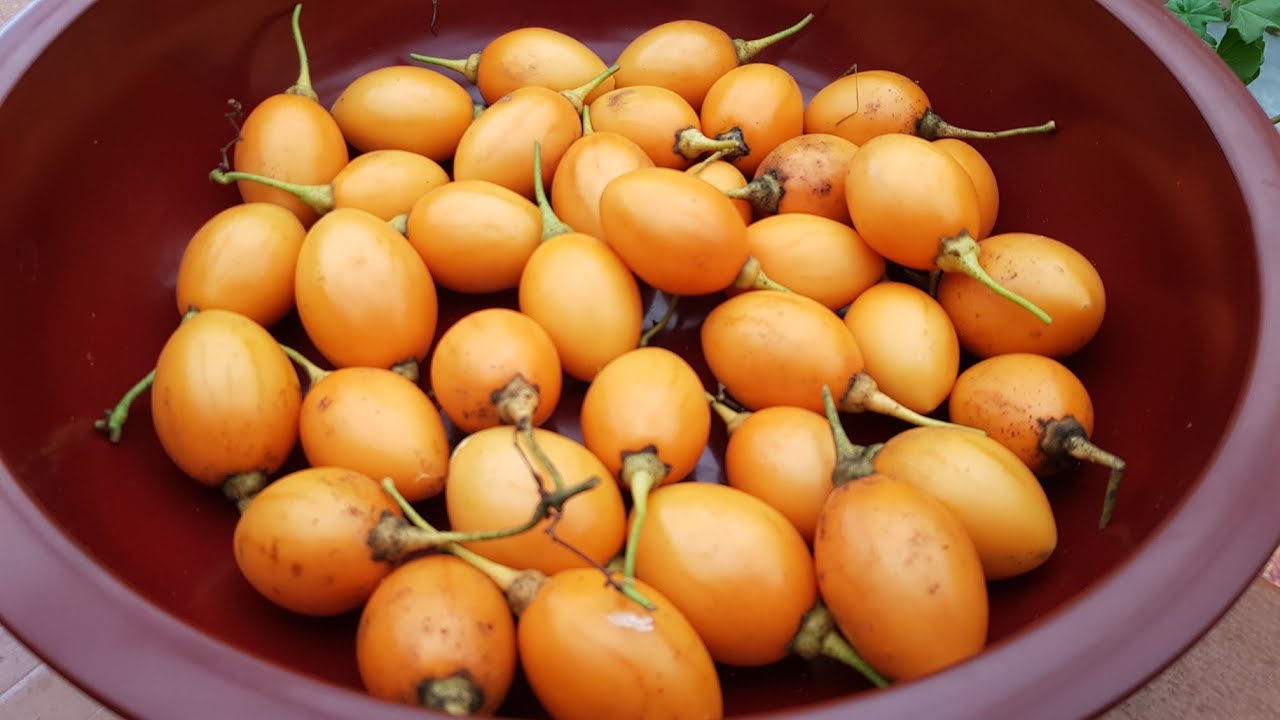 Exotic Tamarillo are Tropical tree Tomatoes - YouTube