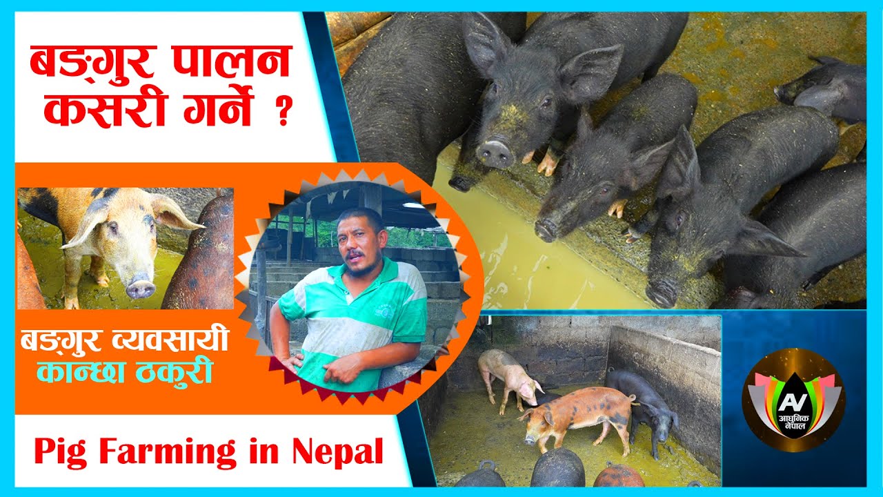 बेबस्तापन गर्न सके बंगुर पालन मा फाइदै फाइदा ll Bangur farm in nepal ll ...