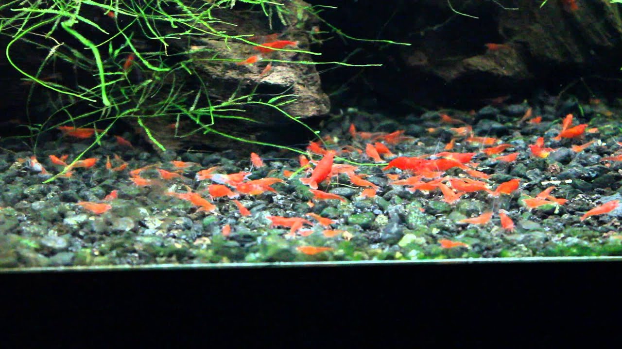 Fire Red Cherry Shrimp Colony Update #2 - YouTube
