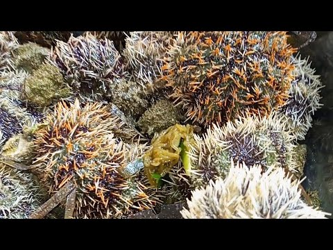 NANGUHA KAME NG SEA URCHIN/SUWAHE/TIRIK in MINASBATE - YouTube