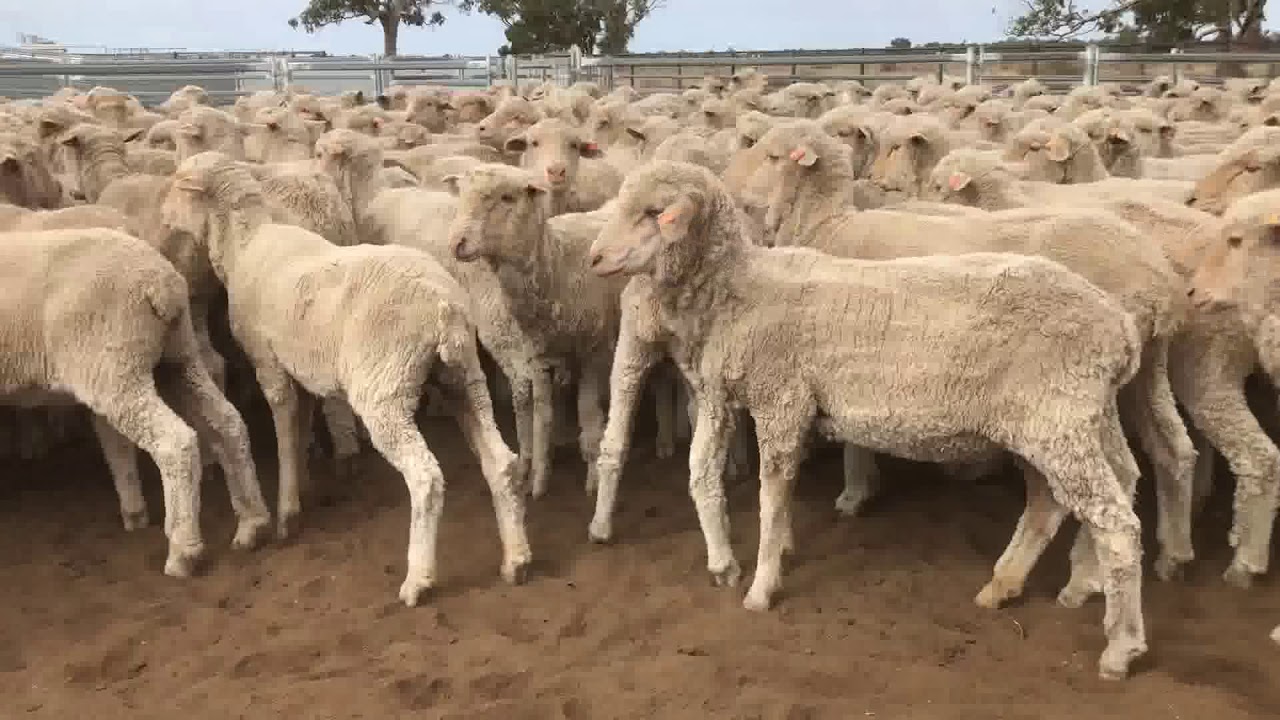 530 merino wether - YouTube