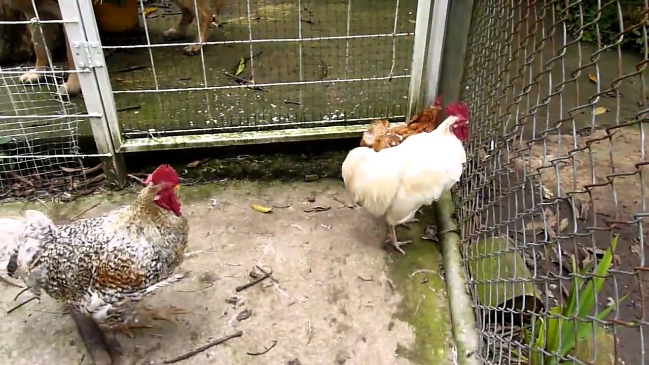 Frias polvo de gallo - YouTube