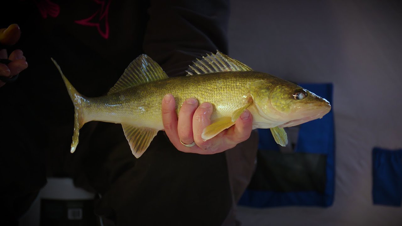Fox River Ice Walleyes - In-Depth Outdoors Season 12, Episode 7 - YouTube