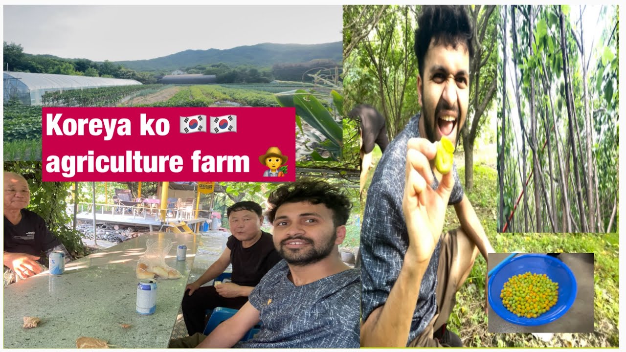 Korean uncle ko agriculture farm visit 🇰🇷🧑‍🌾 /우리는 매실을 따고 있어요 (बेर ...