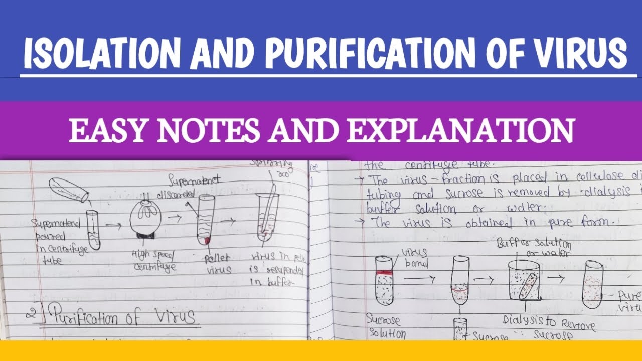 Isolation and purification of virus || in Hindi || plant virus || msc ...