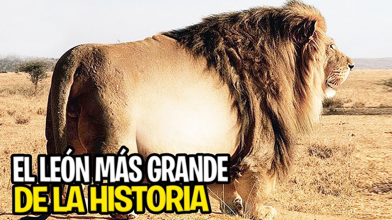 Cuál es el león más grande que ha existido? - YouTube