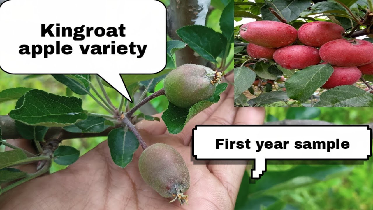 Kingroat Apple variety| Single leader system| First year sample # ...