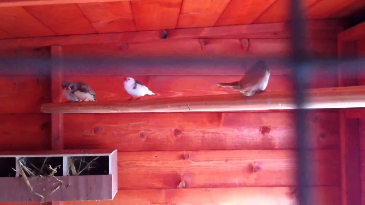 Finches & budgies in shed / aviary - YouTube