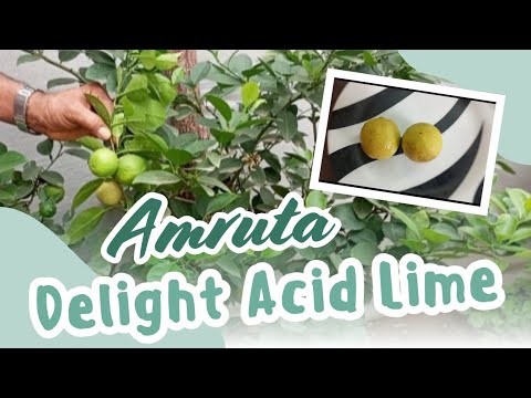 |Amrutha Lime| Thomas Biotech| Acid Lime| - YouTube