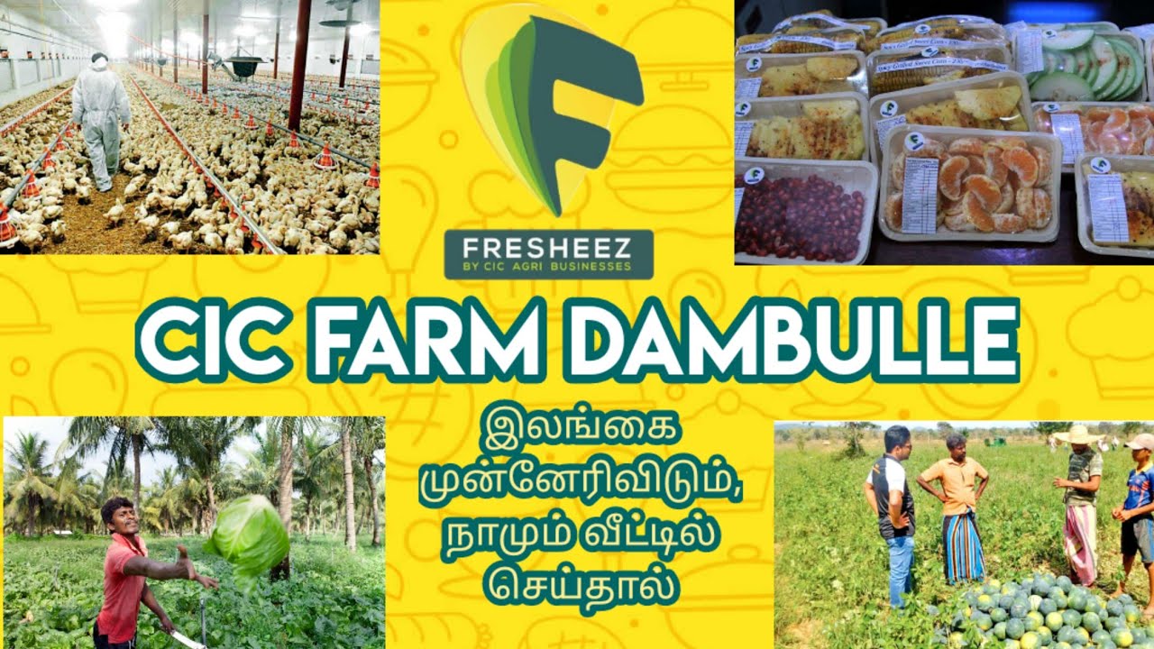CIC Dambulle Agro Farm & Freeshez, Sri Lanka | தம்புள்ள சீ.ஐ.சீ பண்ணை ...