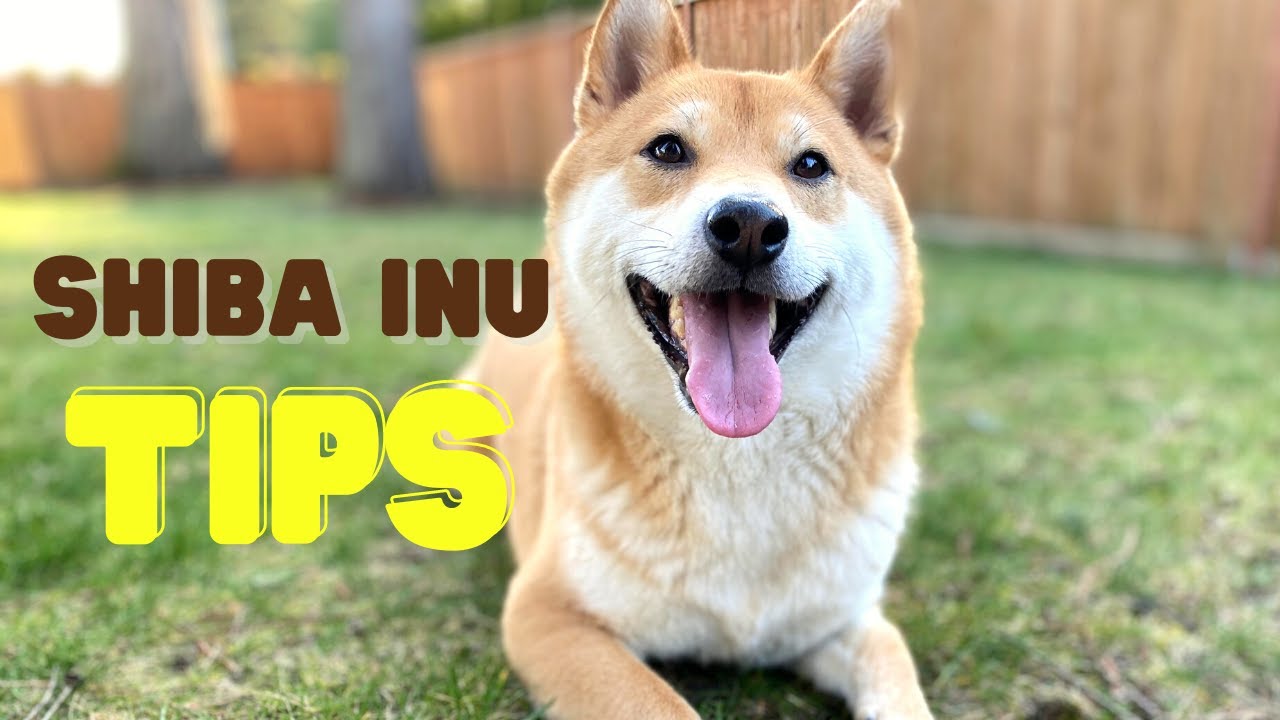 5 TIPS for Shiba Inu owner to be SUCCESSFUL on DAY ONE | Super Shiba ...