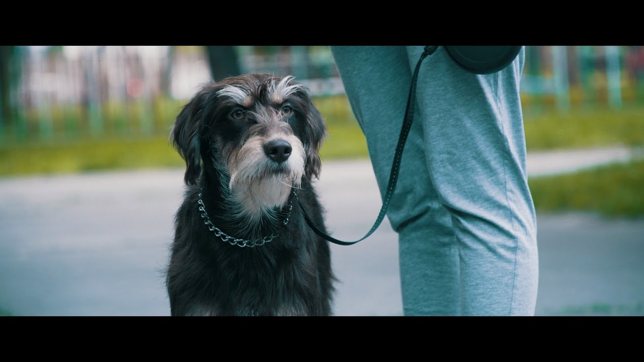 Alex the Dog showing some simple tricks | Dlog E02 - YouTube