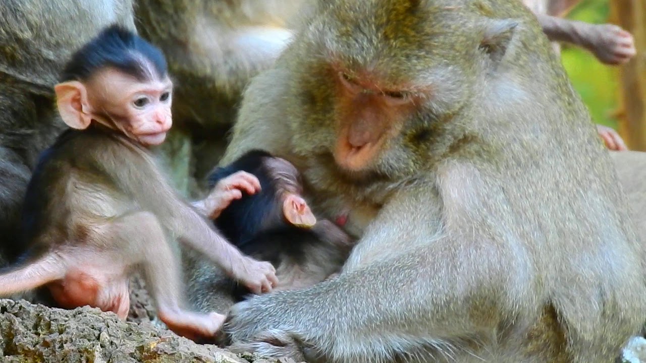 WOW!Cute baby monkeys visit newborn baby - YouTube