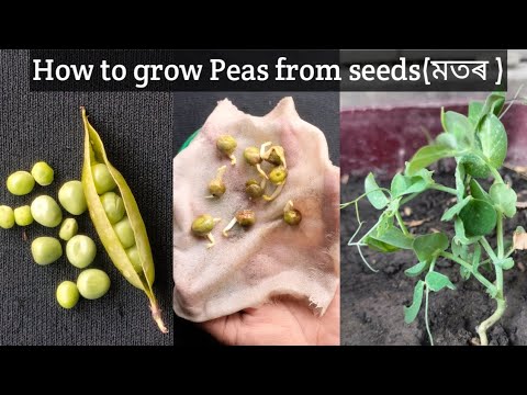 How to grow Peas from seeds 🫛. মতৰ . How to grow Peas at home . Growing ...