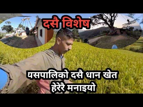 TIKAKO DIN PANI KHET MA DHAN HERNA JANUPARYO || DASAIN VLOG || KSK VLOG || @organicmotovlog ...