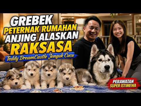 Grebek Peternak Rumahan Anjing Alaskan Raksasa