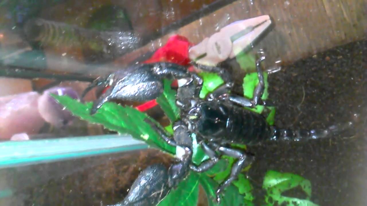 java forest scorpion - YouTube