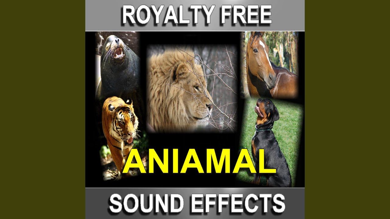 Animal Sound Effects 4 - YouTube