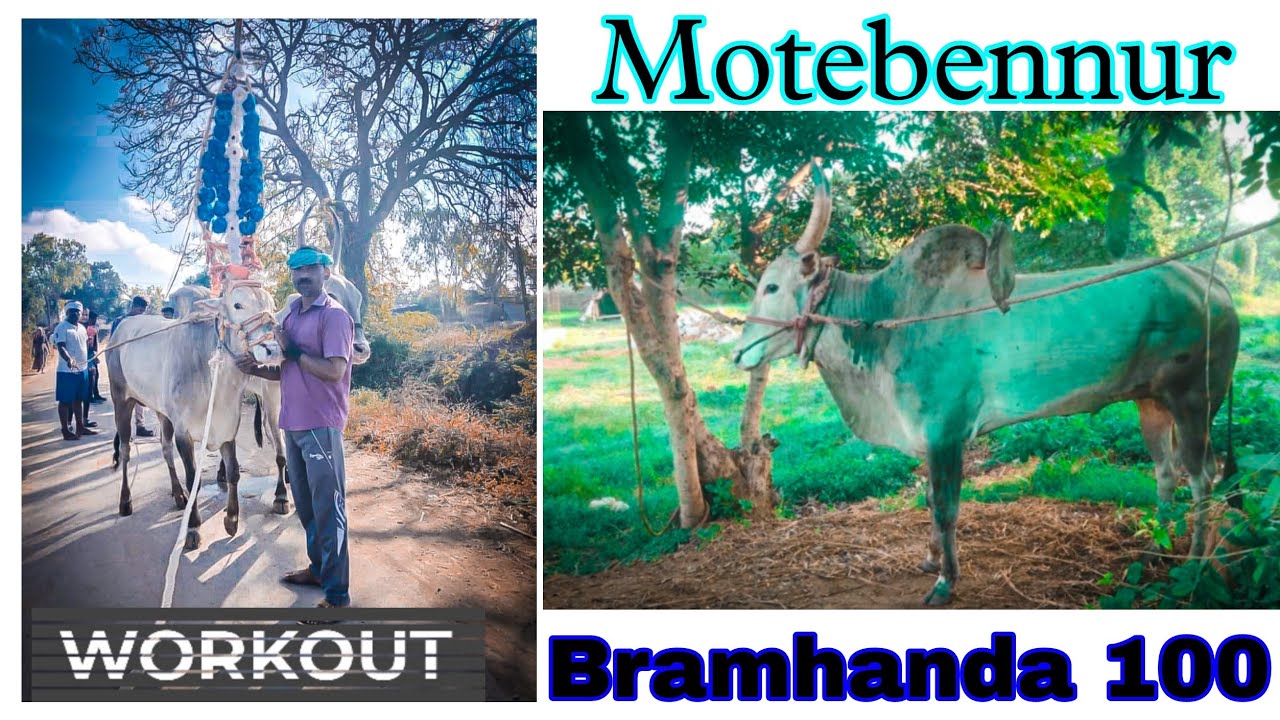Motebennur Bramhanda bull Work out - YouTube