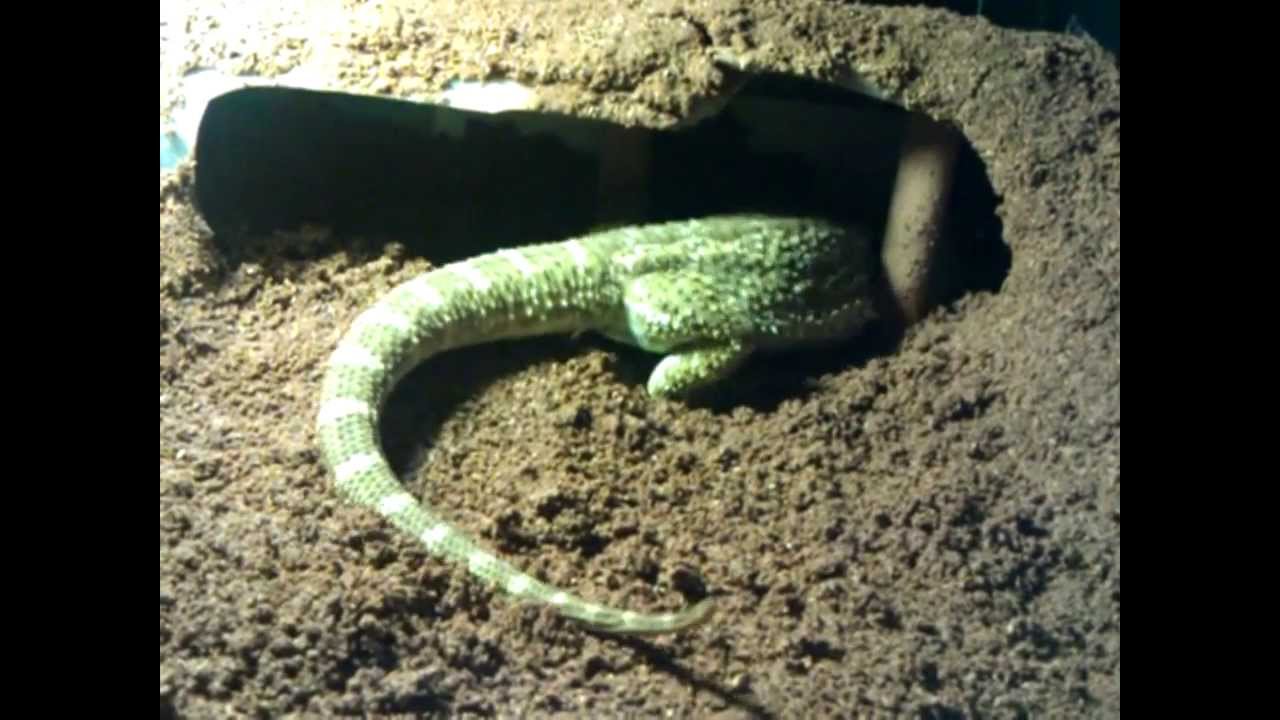 Izzy my Bearded Dragon Digging in her Cage - YouTube