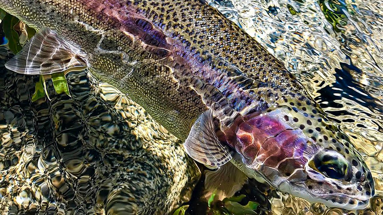 Spinner Vs Spoon Rainbow Trout Who is King - YouTube