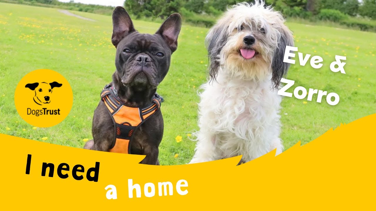 Eve & Zorro the fabulous pair | Dogs Trust Leeds - YouTube
