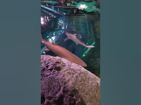 SHARKS AT RIPLEY'S AQUARIUM - YouTube