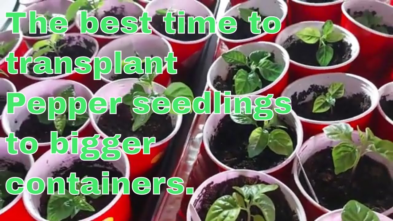 Transplanting Pepper Seedlings Indoor - YouTube