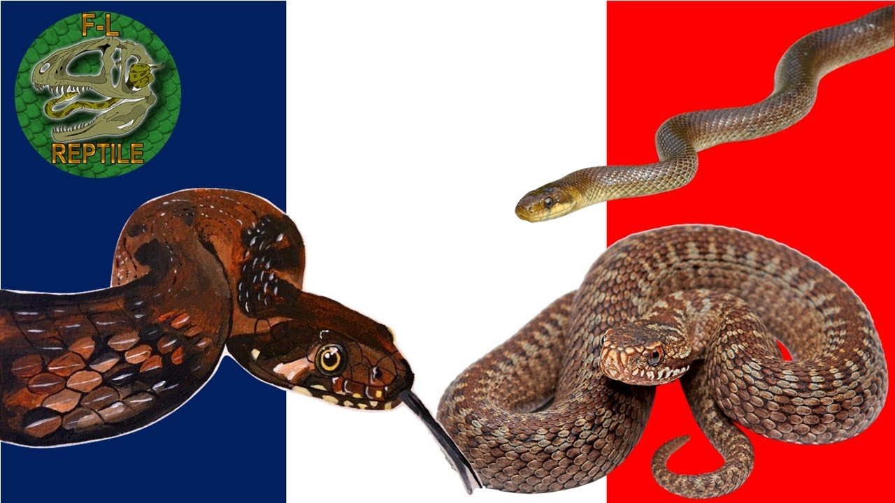 Tous les serpents de France - YouTube