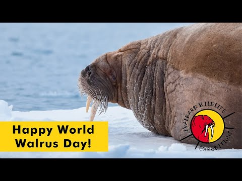 Happy World Walrus Day | Svalbard Wildlife Expeditions - YouTube