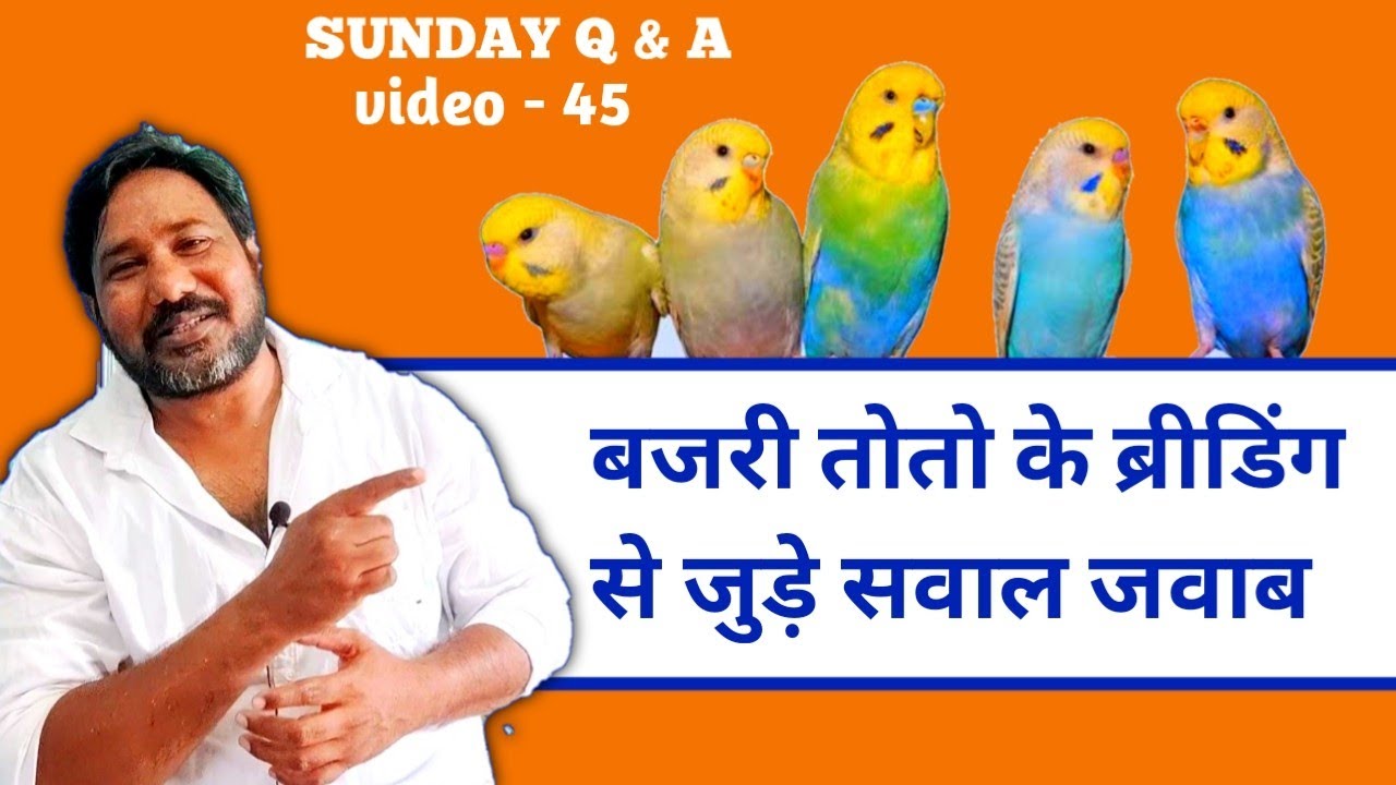 SUNDAY Q & A VIDEO - 45 / bajrigar birds care & breeding tips / full ...