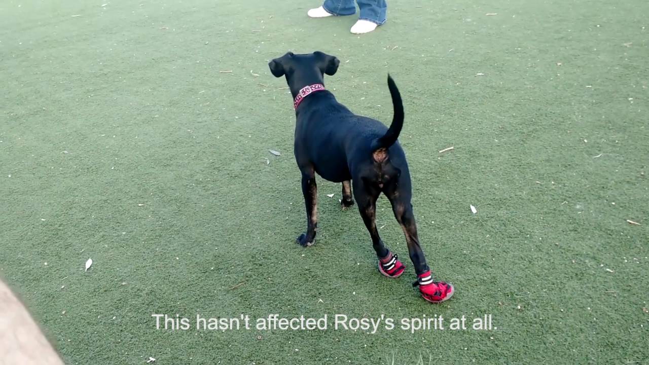 Paraplegic dog. - YouTube