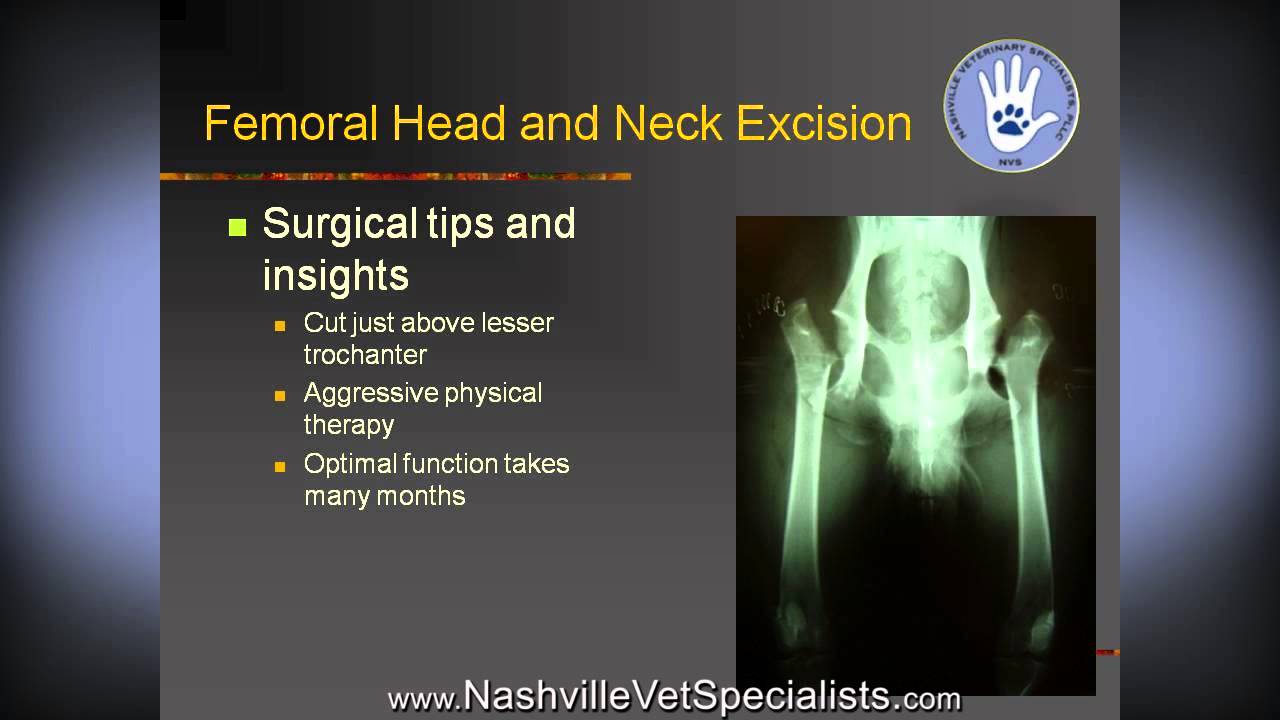 Total Joint Replacement, Veterinary Options - YouTube