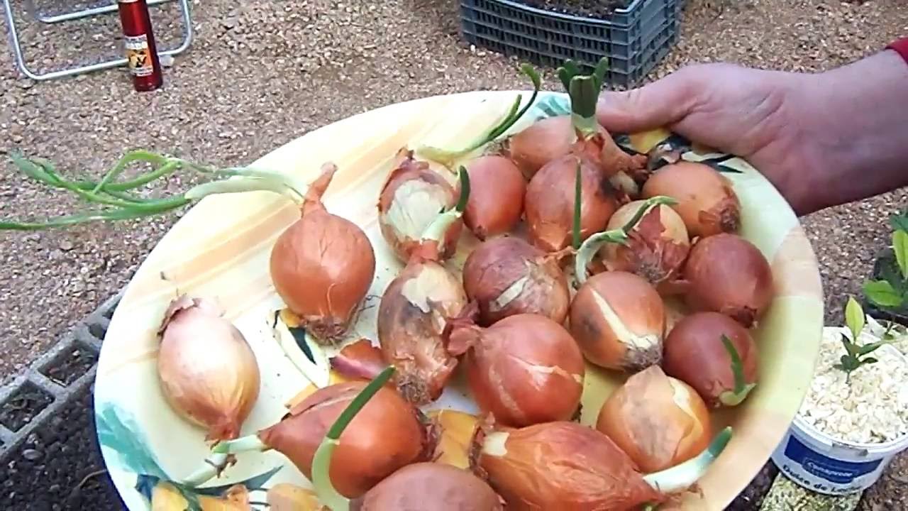 cebollas de verdeo o tiernas en el huerto. muy facil de plantar - YouTube